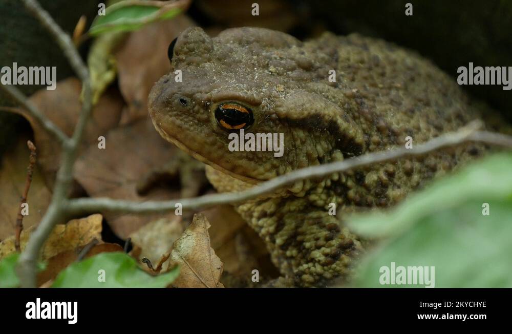 Scared frog Stock Videos & Footage - HD and 4K Video Clips - Alamy