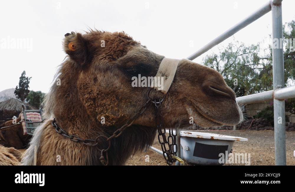 Dromedary camel profile Stock Videos & Footage - HD and 4K Video Clips ...