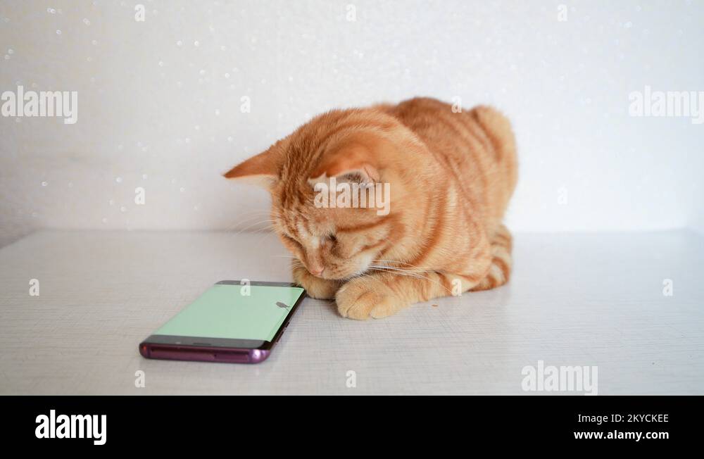 Cat computer mouse Stock Videos & Footage - HD and 4K Video Clips - Alamy