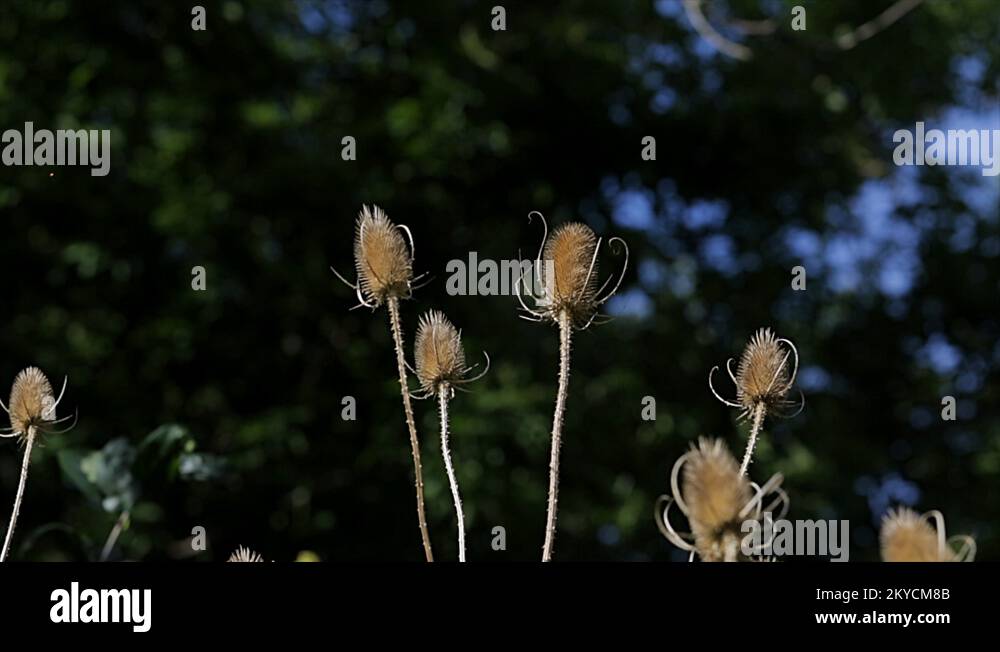 Butterfly weed seed Stock Videos & Footage - HD and 4K Video Clips - Alamy