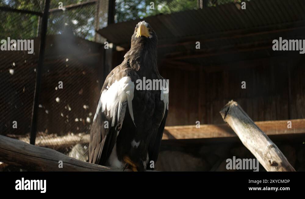 White raptor Stock Videos & Footage - HD and 4K Video Clips - Alamy