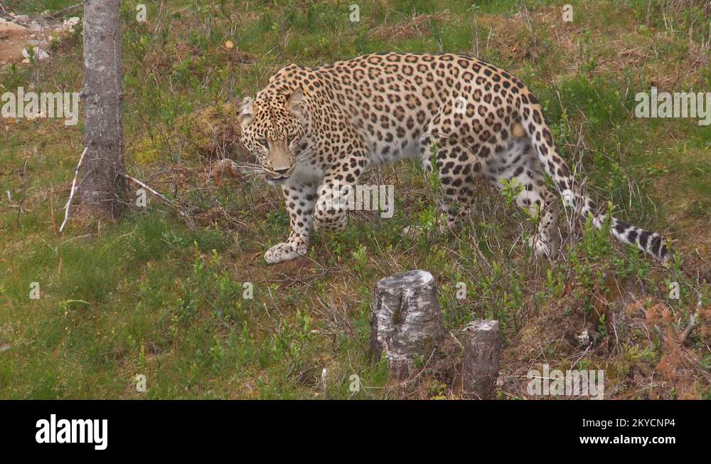 Leopard nose close up Stock Videos & Footage - HD and 4K Video Clips ...