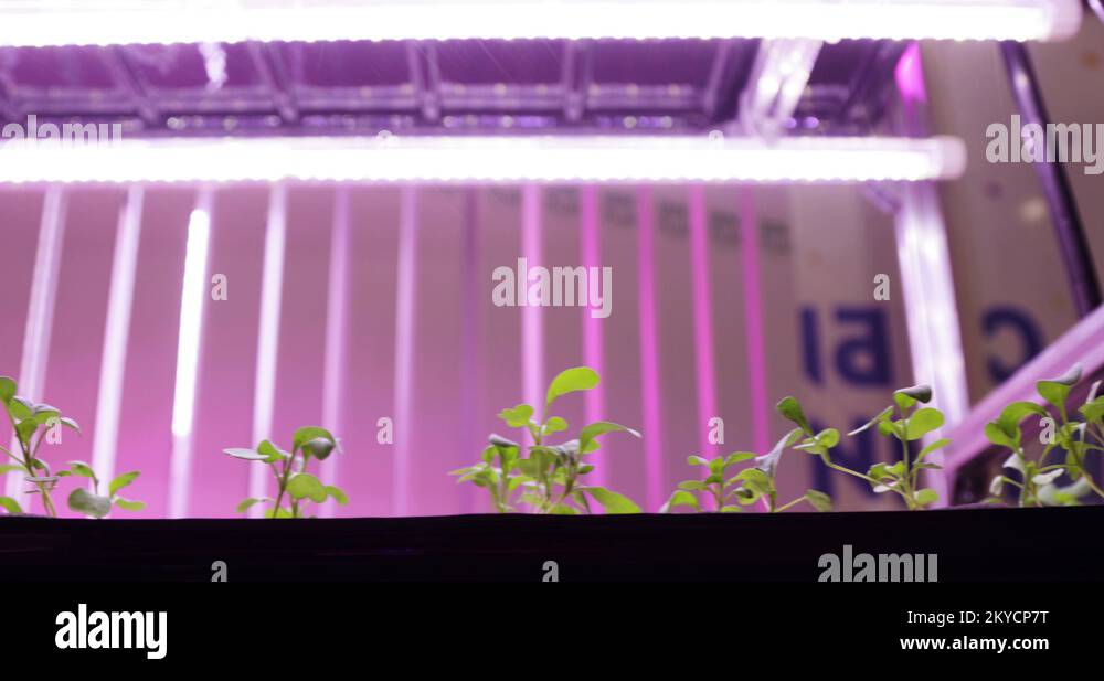 Hydroponics method of growing plants in water. UV grow lights for ...