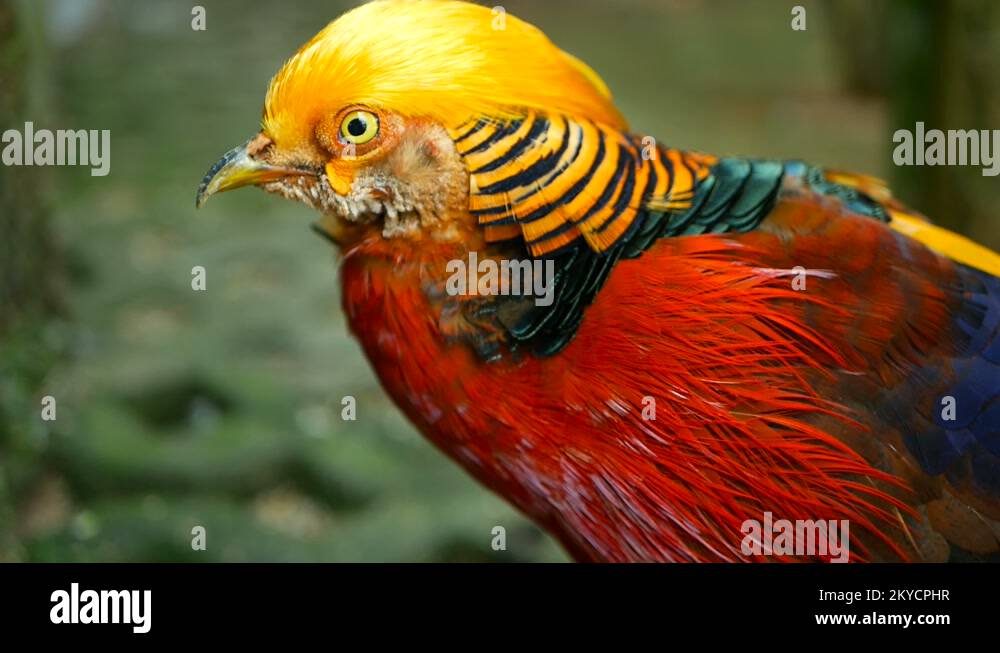 Magnificent elegant male of Chinese Red Golden pheasant, Chrysolophus ...