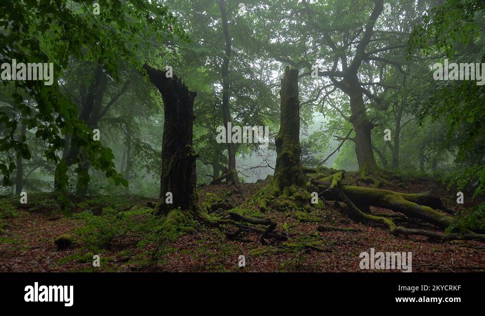 Woodland Stock Videos & Footage - HD and 4K Video Clips - Alamy