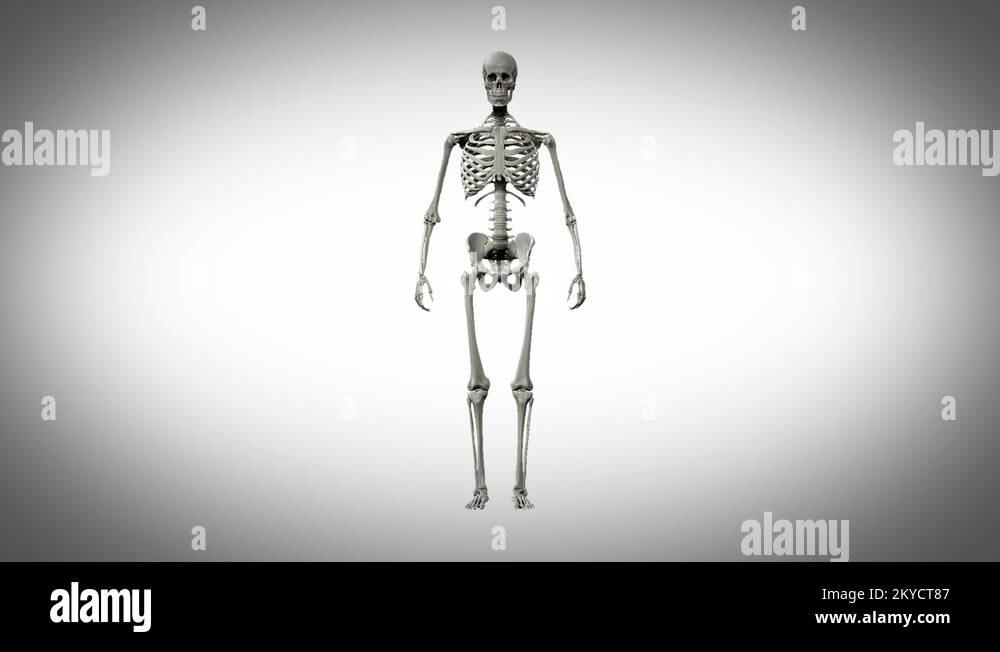 Back pain skeleton Stock Videos & Footage - HD and 4K Video Clips - Alamy