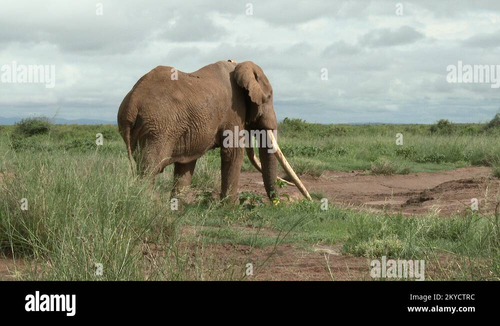 African Elephant big bull "Tusker" with huge tusks sauntering Stock ...
