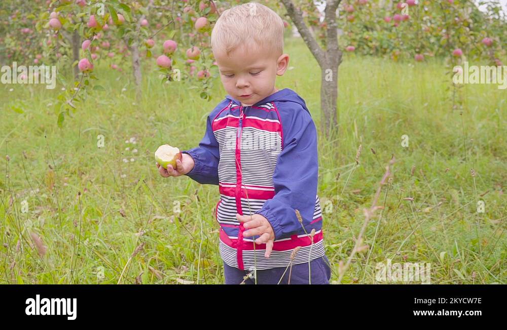 Adorable little preschool kid boy eating red apple on organic farm ...