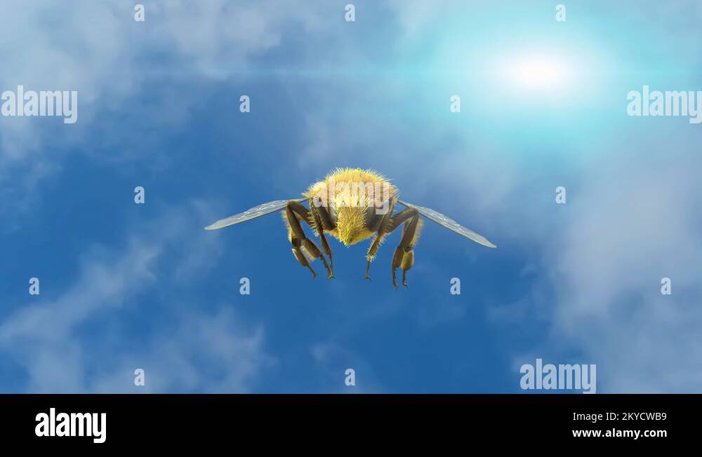 bee flying on sky background render 3D Stock Video Footage - Alamy
