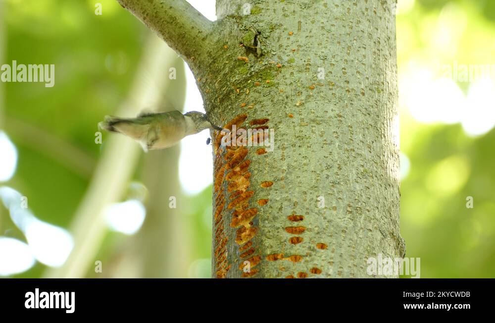 Sap feeding insects Stock Videos & Footage - HD and 4K Video Clips - Alamy