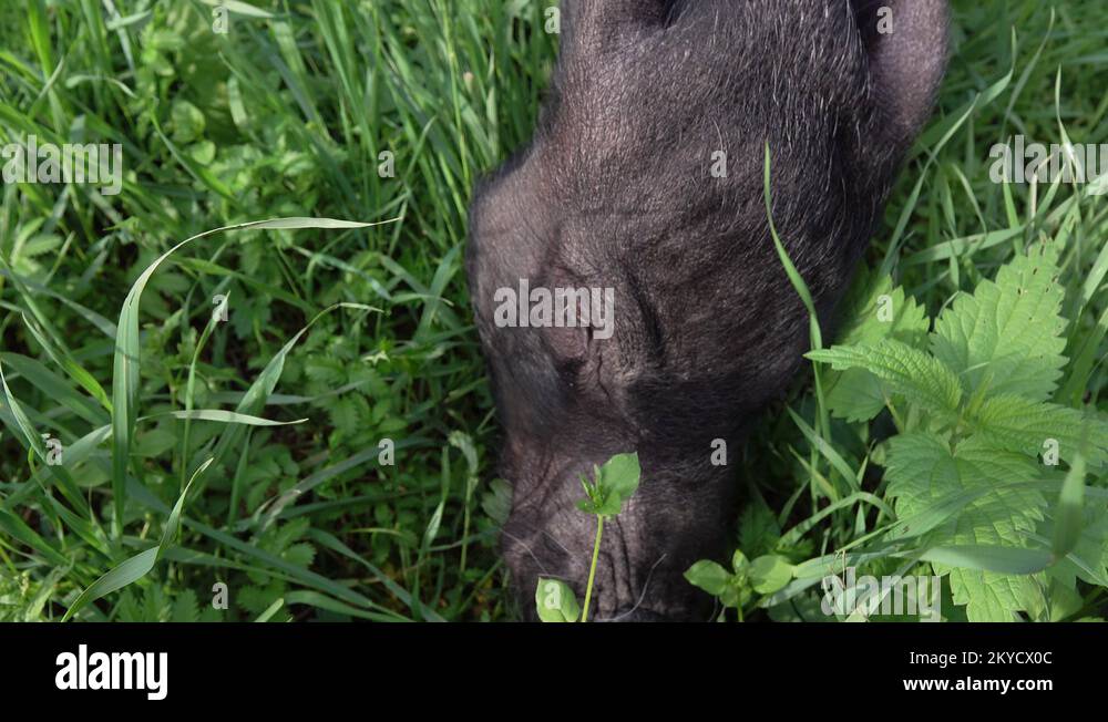 Earth pig Stock Videos & Footage - HD and 4K Video Clips - Alamy