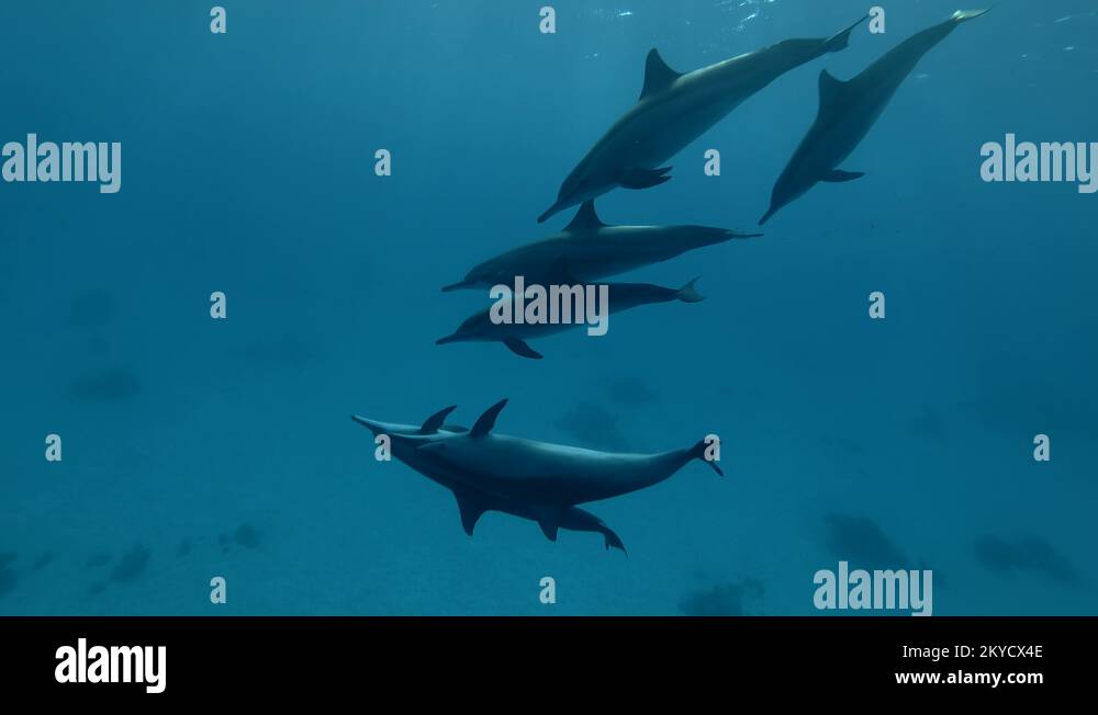 Dolphin group mating Stock Videos & Footage - HD and 4K Video Clips - Alamy