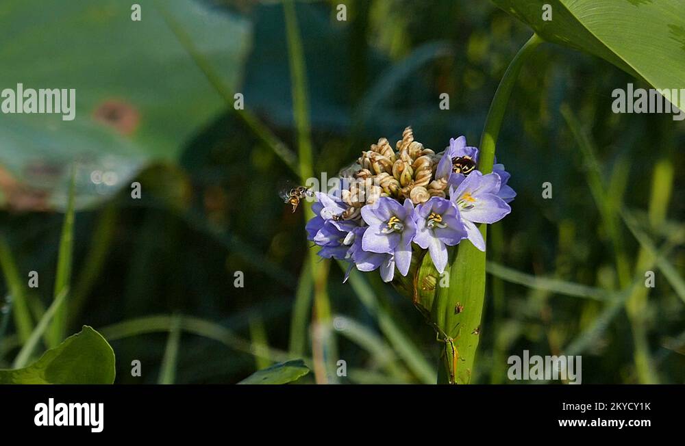 Water hyacinth eichhornia crassipes weed Stock Videos & Footage - HD ...