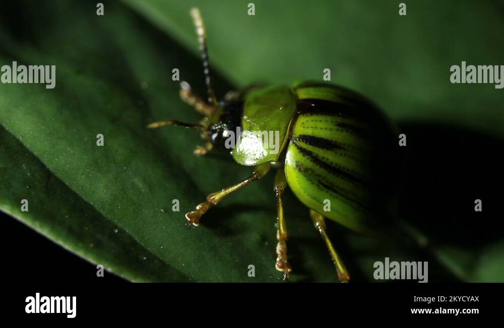 Amazon ecuador insect jungle leaf night rainforest Stock Videos ...