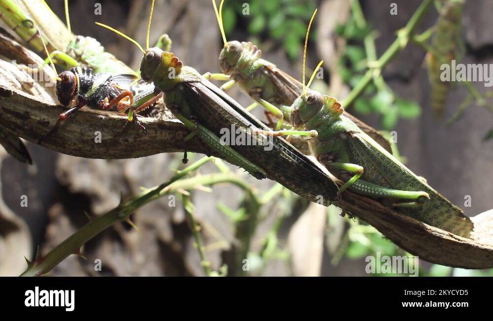 South american insects Stock Videos & Footage - HD and 4K Video Clips ...