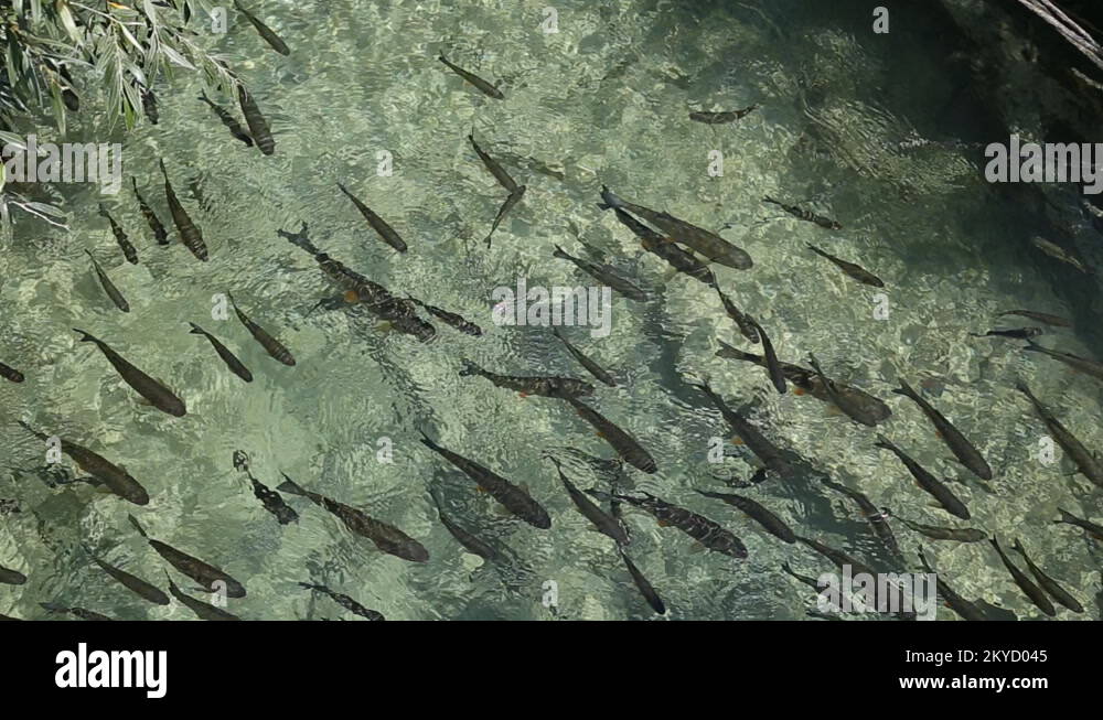 Fishes underwater fish cage Stock Videos & Footage - HD and 4K Video ...