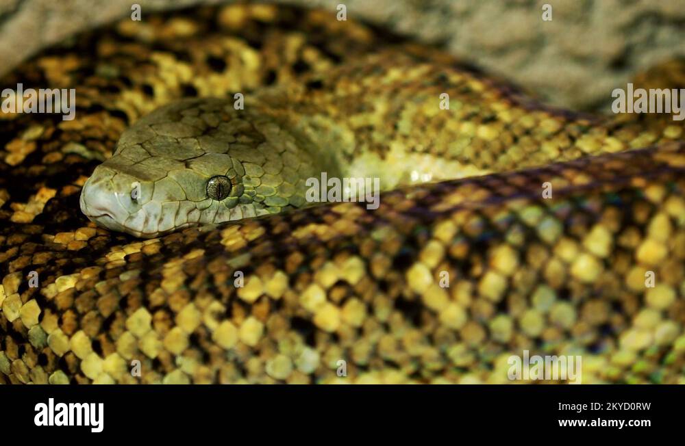 Jamaican wildlife Stock Videos & Footage - HD and 4K Video Clips - Alamy