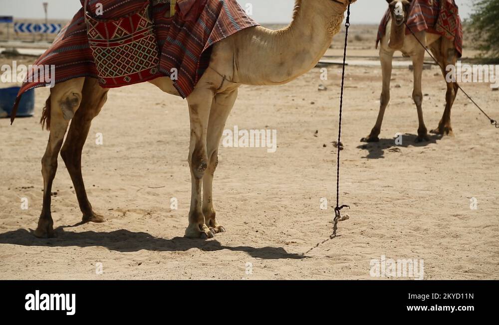 Desert caravan qatar arabia Stock Videos & Footage - HD and 4K Video ...