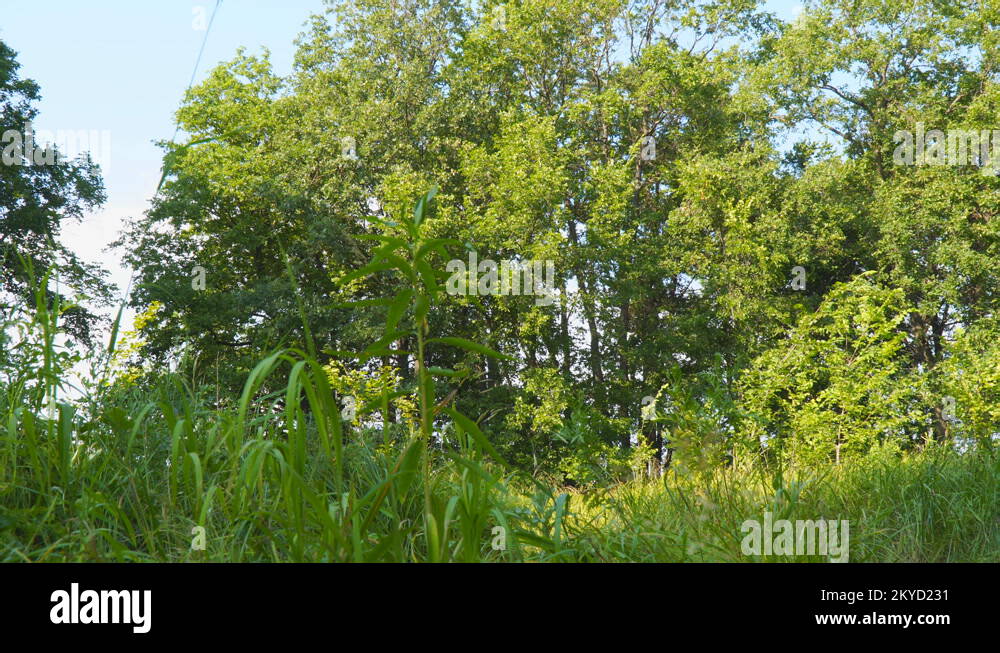 Below angle of view Stock Videos & Footage - HD and 4K Video Clips - Alamy