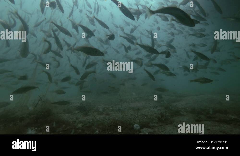 school of Black cod fish or Smallscaled Cod (Notothenia microlepidota ...