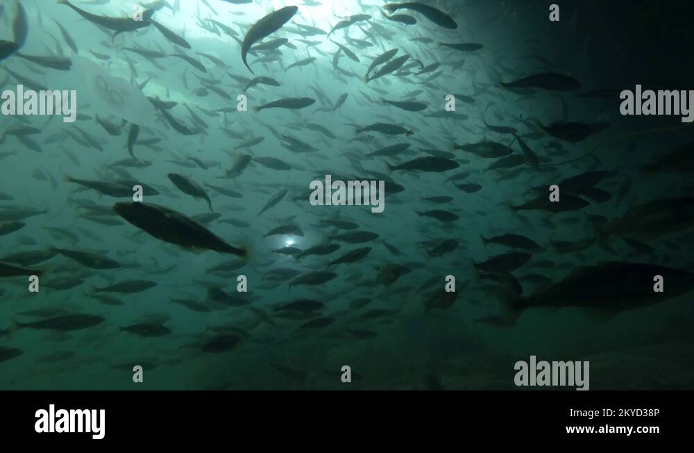 Black cod fish and underwater Stock Videos & Footage - HD and 4K Video ...