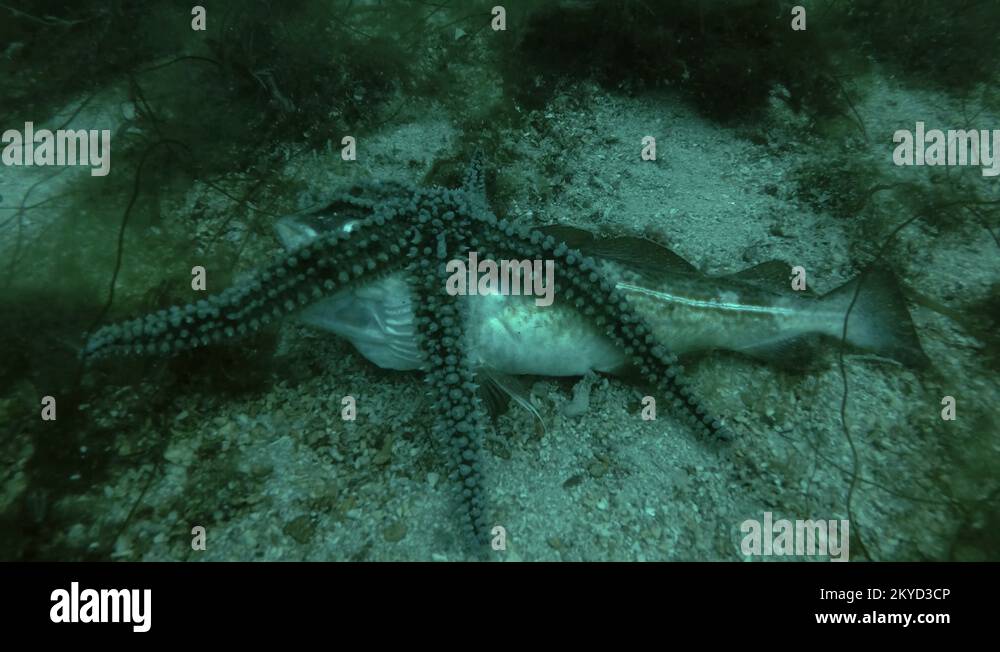 Atlantic cod fish gadus morhua Stock Videos & Footage - HD and 4K Video ...