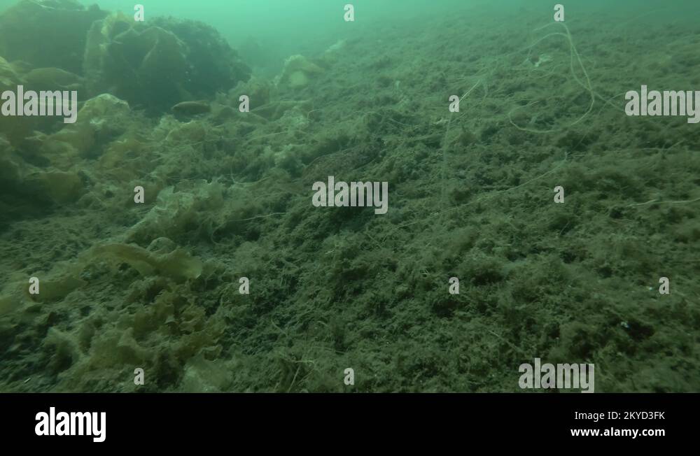 Lemon sole (Microstomus kitt) swim over seabed overgrown with brown ...
