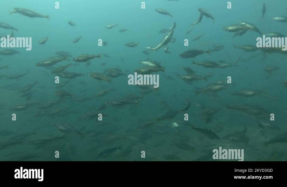 school of Black cod fish or Smallscaled Cod (Notothenia microlepidota ...