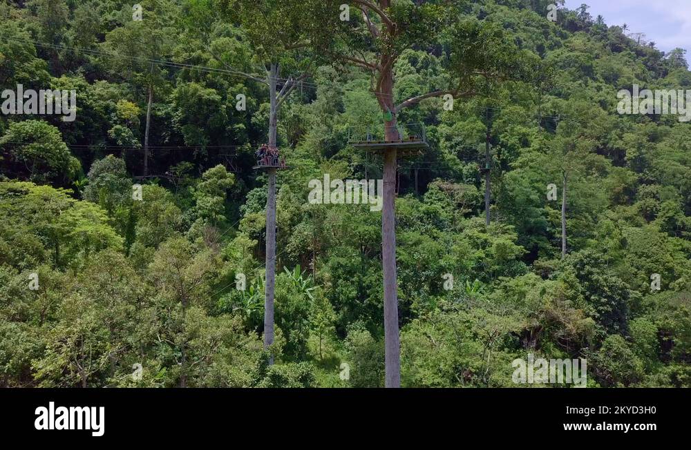 Tree lines route Stock Videos & Footage - HD and 4K Video Clips - Alamy