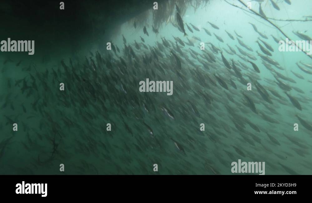 school of Black cod fish or Smallscaled Cod (Notothenia microlepidota ...