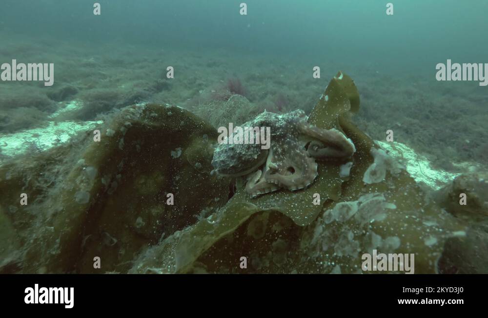 Horned octopus Stock Videos & Footage - HD and 4K Video Clips - Alamy