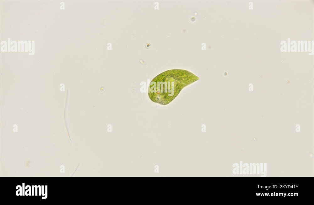 the movement of the protozoa Euglena viridis, under the microscope ...