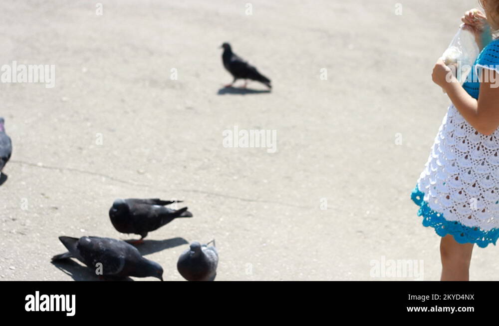 Child girl is feeding birds of pigeons bread in the park. Baby and his ...