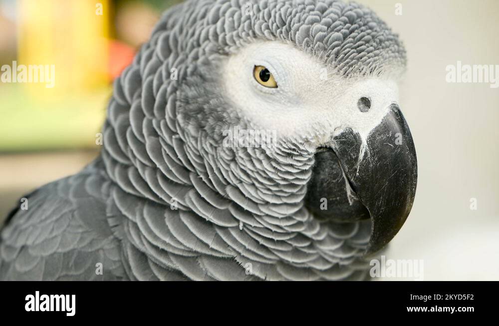 Red-tailed monogamous African Congo Grey Parrot. Companion Jaco is ...