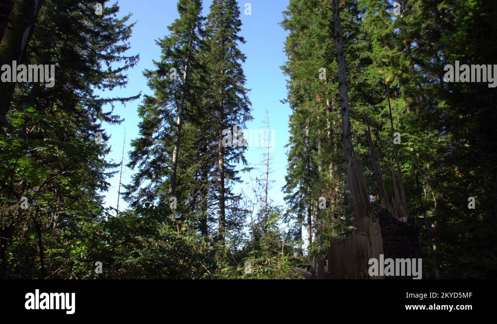 Siberian taiga forest Stock Videos & Footage - HD and 4K Video Clips ...