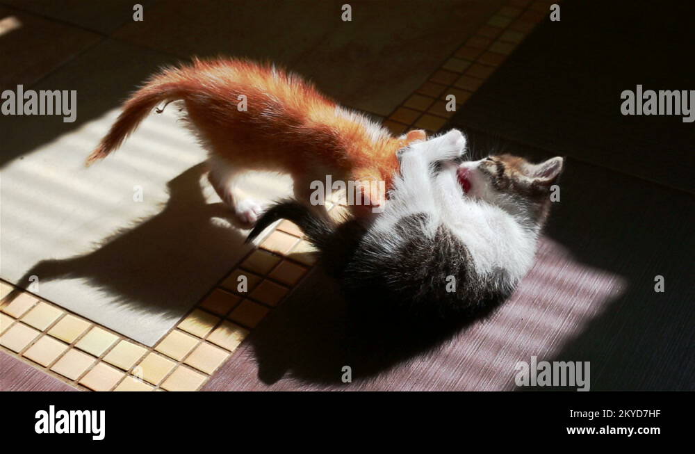 Two Little Kittens Playing with Each Other Wrestling Small Cats Stock ...