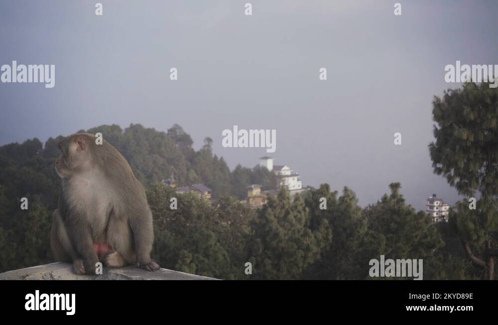 Thoughtful monkey Stock Videos & Footage - HD and 4K Video Clips - Alamy