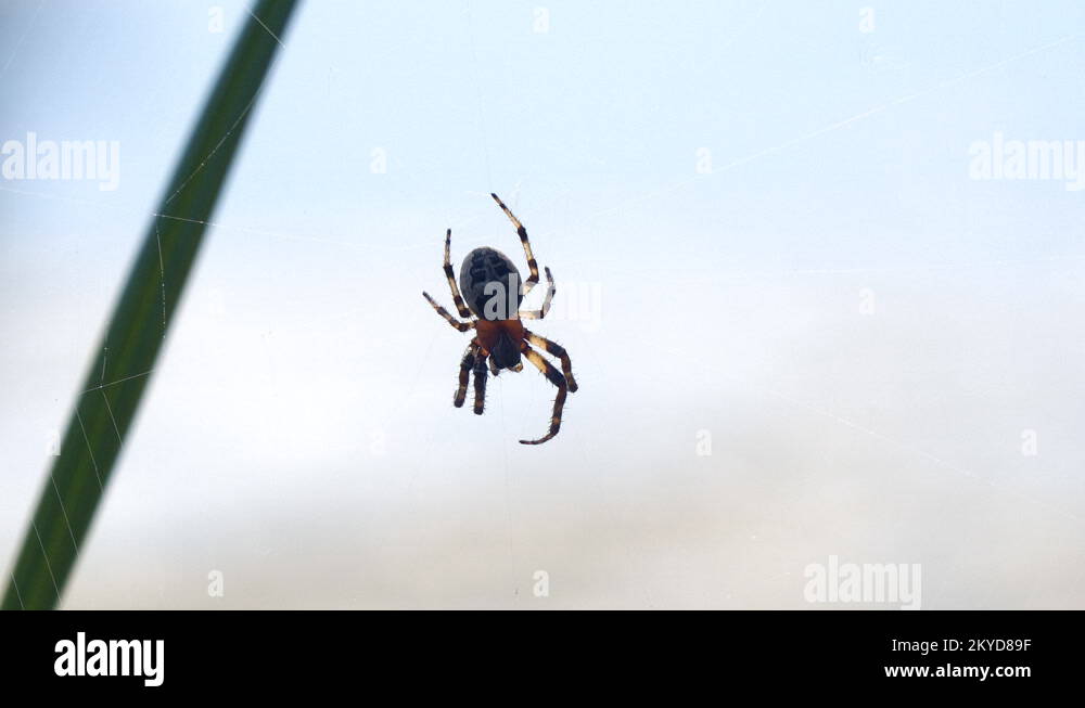 Cross poison Stock Videos & Footage - HD and 4K Video Clips - Alamy