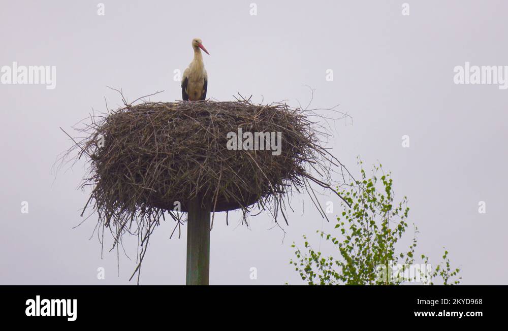 Nesting crane at nest Stock Videos & Footage - HD and 4K Video Clips ...