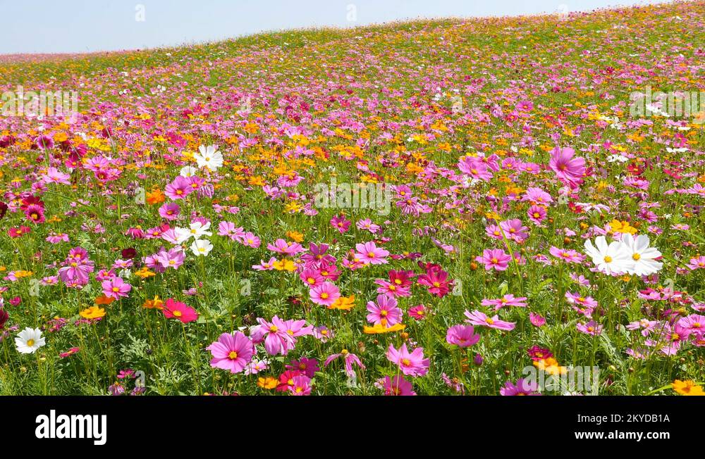 Cosmos flower field Stock Videos & Footage - HD and 4K Video Clips - Alamy