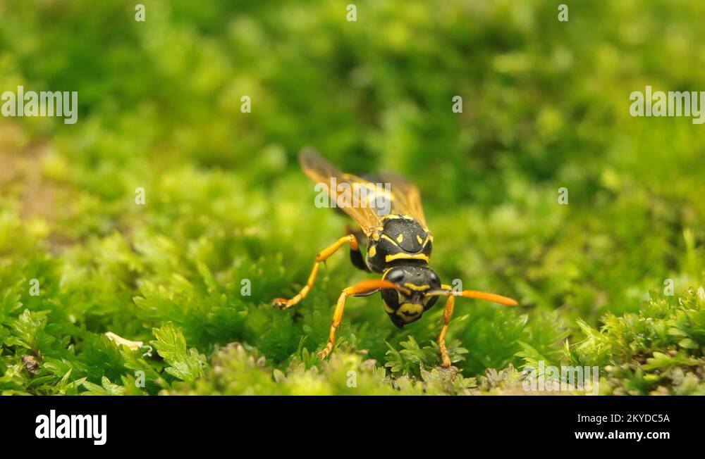 Cells of hornets nest Stock Videos & Footage - HD and 4K Video Clips ...