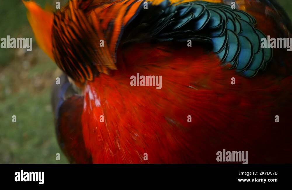 Magnificent elegant male of Chinese Red Golden pheasant, Chrysolophus ...
