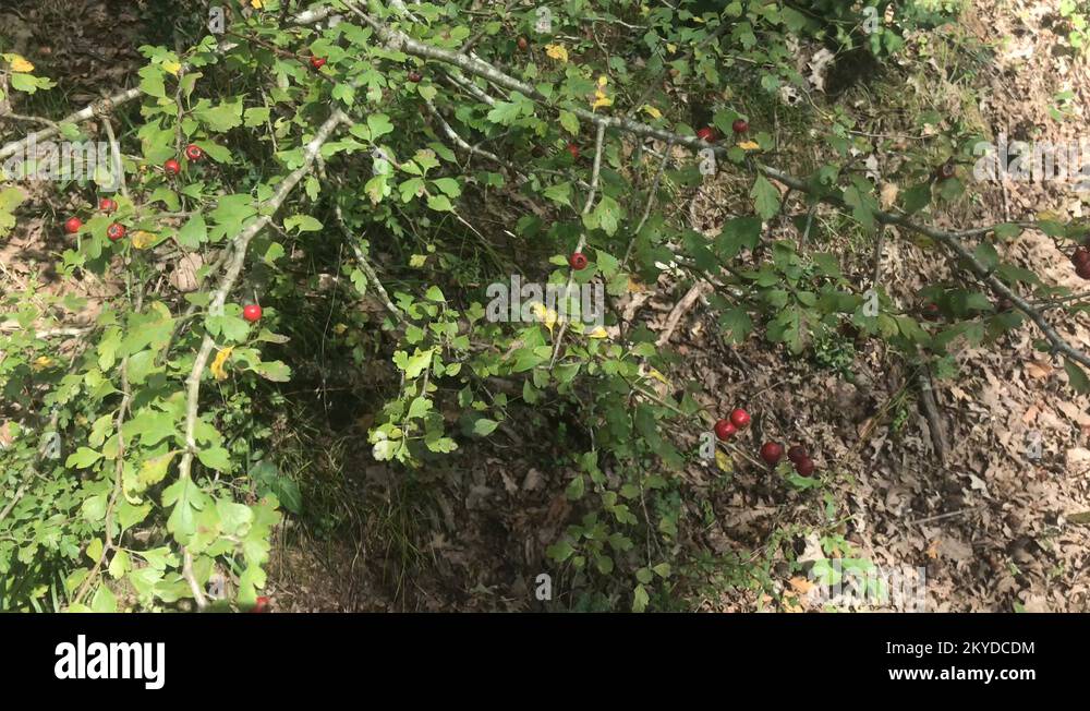 Large hawthorn tree Stock Videos & Footage - HD and 4K Video Clips - Alamy