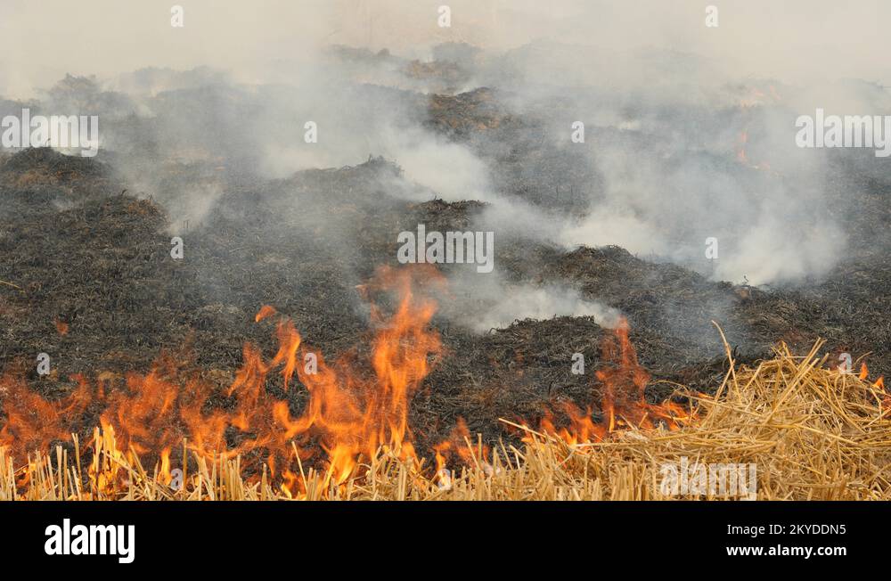 Burning the soil Stock Videos & Footage - HD and 4K Video Clips - Alamy