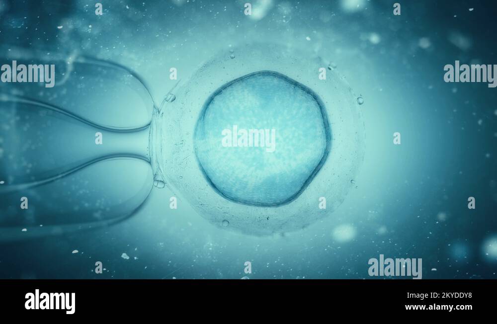 Ivf, In Vitro Fertilisation Through A Microscope, Medicine 4K V02 Stock ...