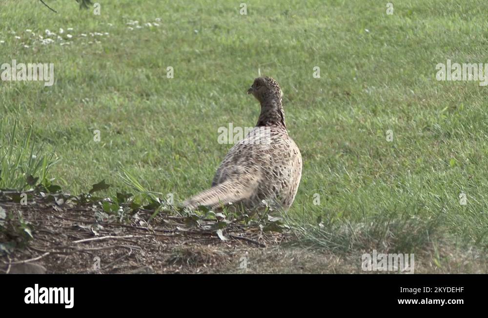 Hen pheasant Stock Videos & Footage - HD and 4K Video Clips - Alamy