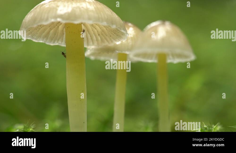 Macro of mushroom cluster Stock Videos & Footage - HD and 4K Video ...