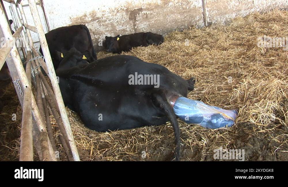 Cow gives birth to calf Stock Video Footage - Alamy