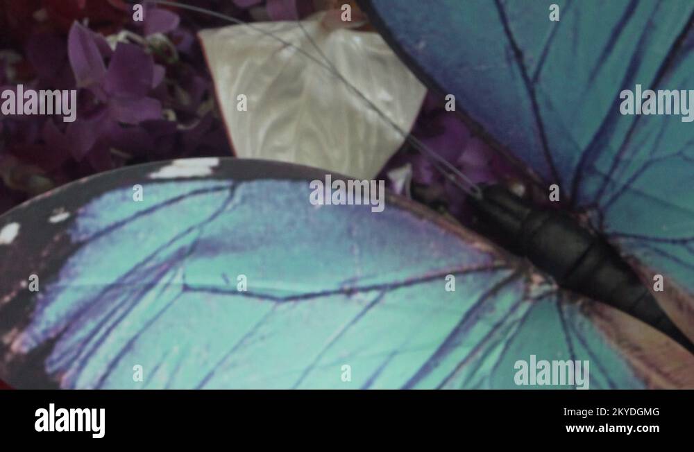 Fake butterfly Stock Videos & Footage - HD and 4K Video Clips - Alamy