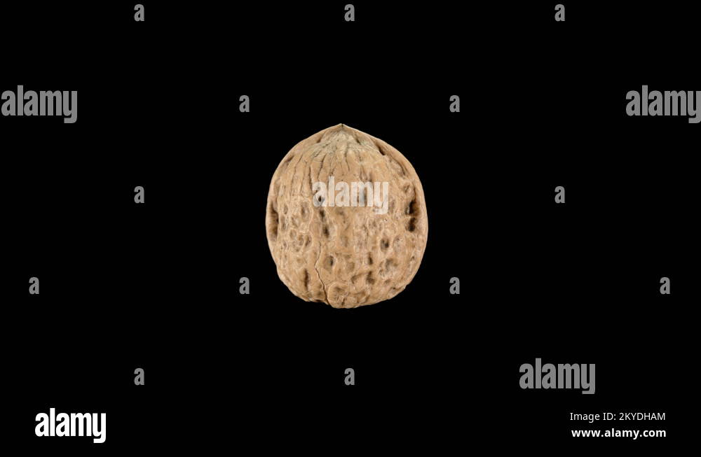 Inside walnut Stock Videos & Footage - HD and 4K Video Clips - Alamy